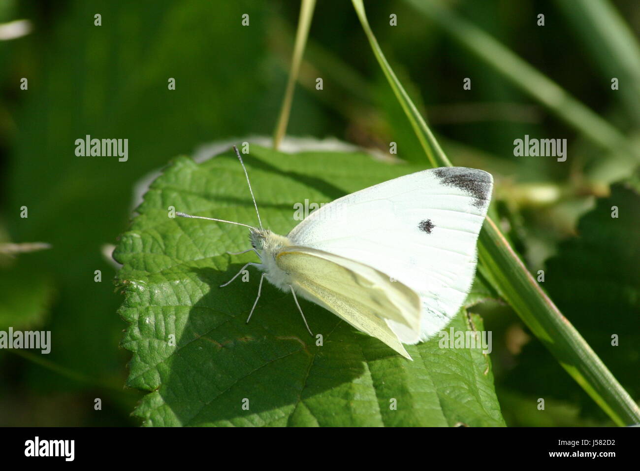 Dormant butterfly hi-res stock photography and images - Alamy