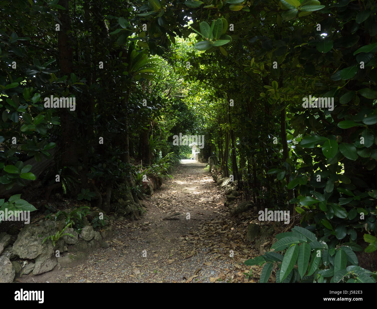 Garcinia trees hi-res stock photography and images - Alamy