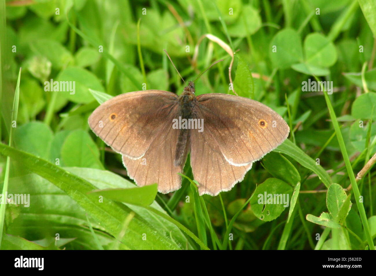 Dormant Butterfly High Resolution Stock Photography and Images - Alamy