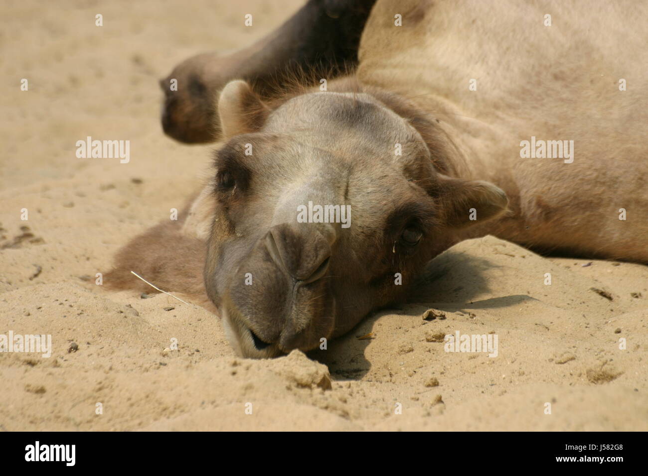 Kamel trampeltier hi-res stock photography and images - Alamy