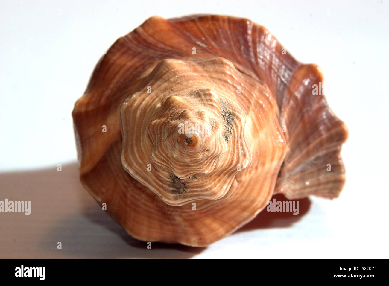 Lime snail shell hi-res stock photography and images - Alamy