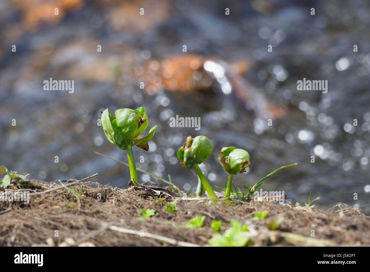 Spring in hokkaido hi-res stock photography and images - Alamy