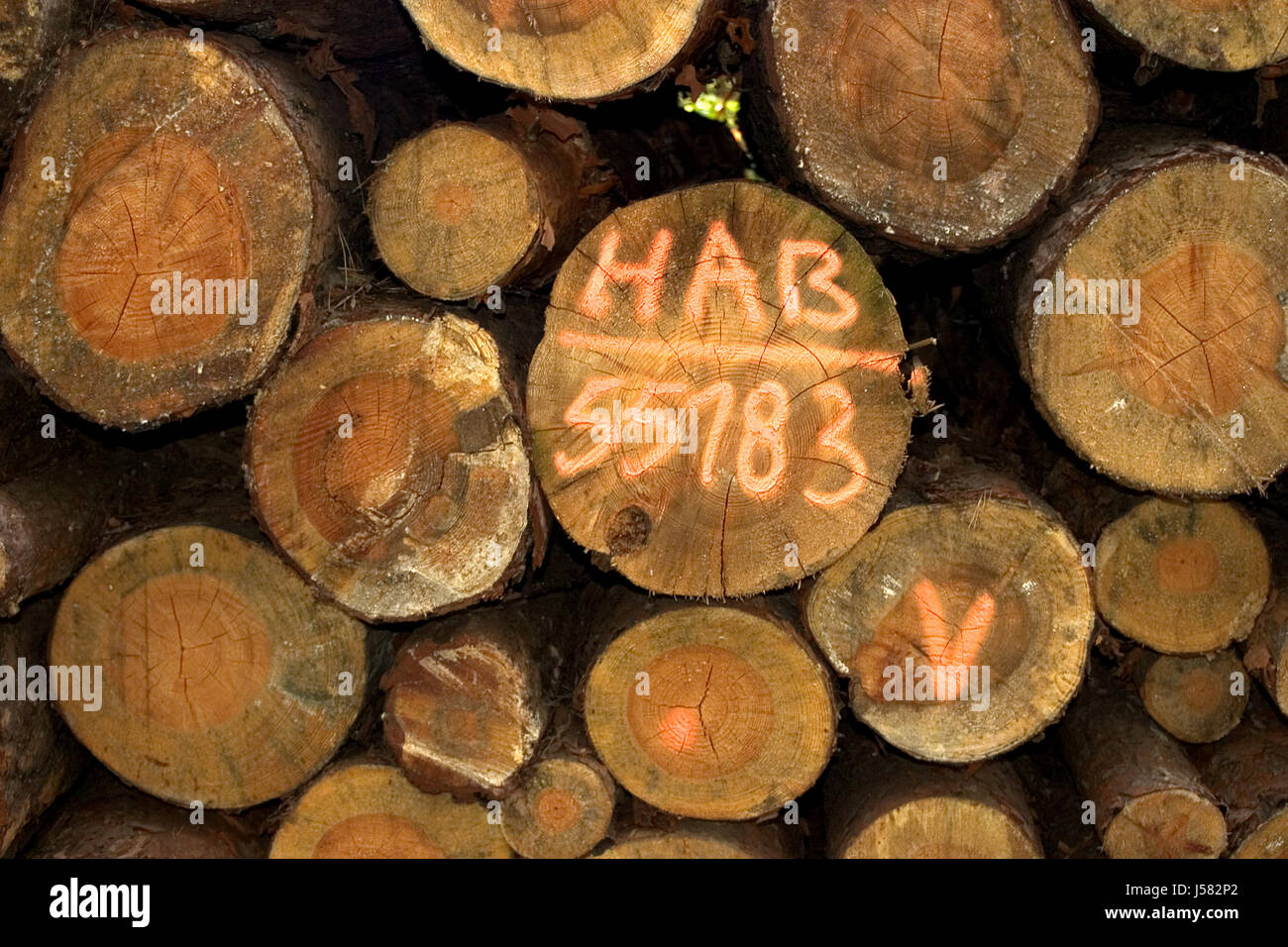 tree trees wood marking numbered marked camp camp of tents forest Stock ...
