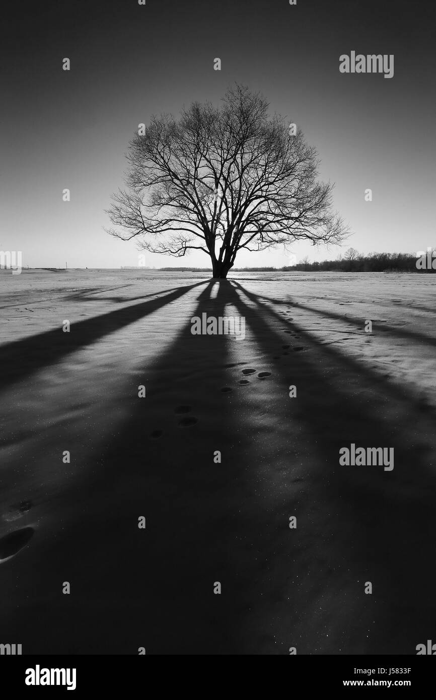 Japanese elm hi-res stock photography and images - Alamy