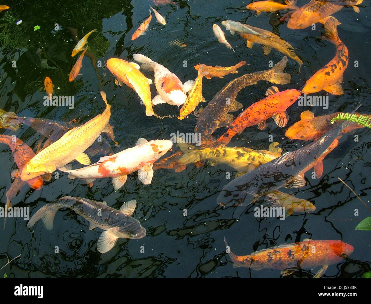 pisces date dating get to know pelvis basin red yellow water koi ...