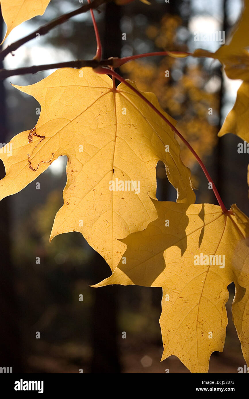 leaf tree green leaves counter-light veins maple shaddow shadow forest ...