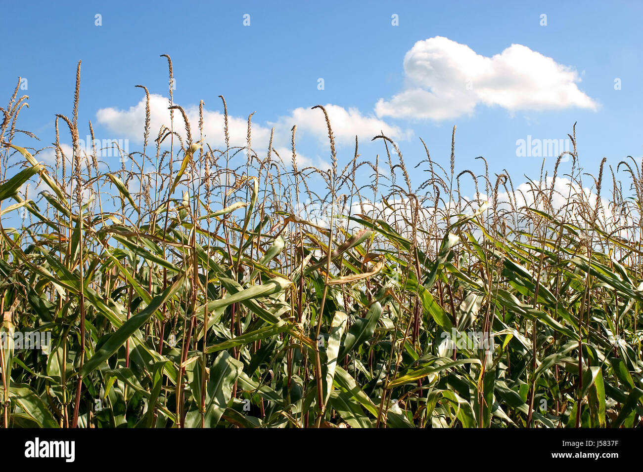 food aliment leaves vegetable corn frondage crops field crop piston ...