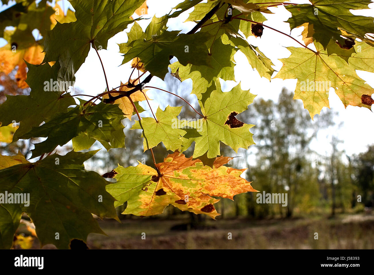 leaves in light Stock Photo - Alamy