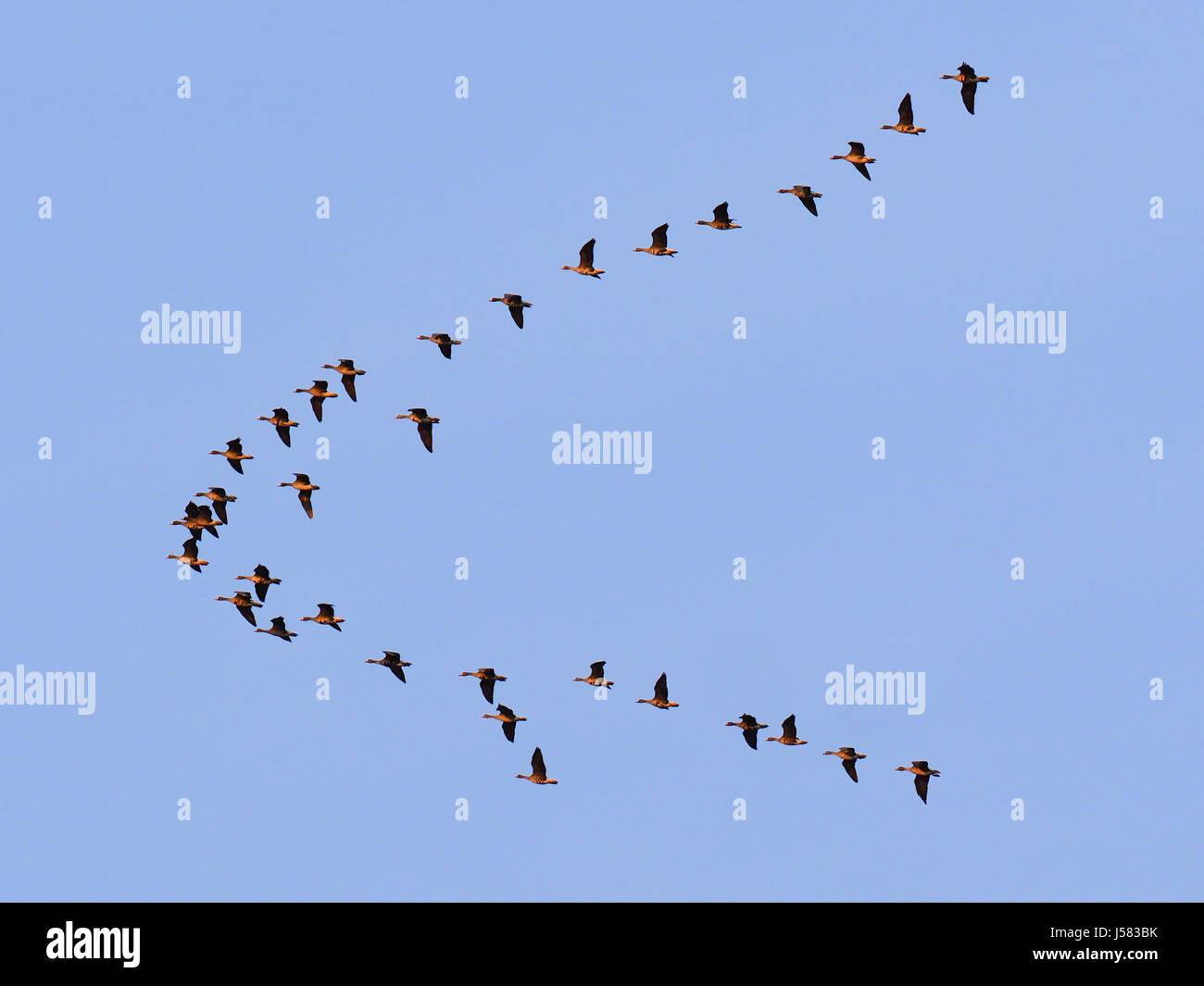 Migratory bird flying in hi-res stock photography and images - Alamy