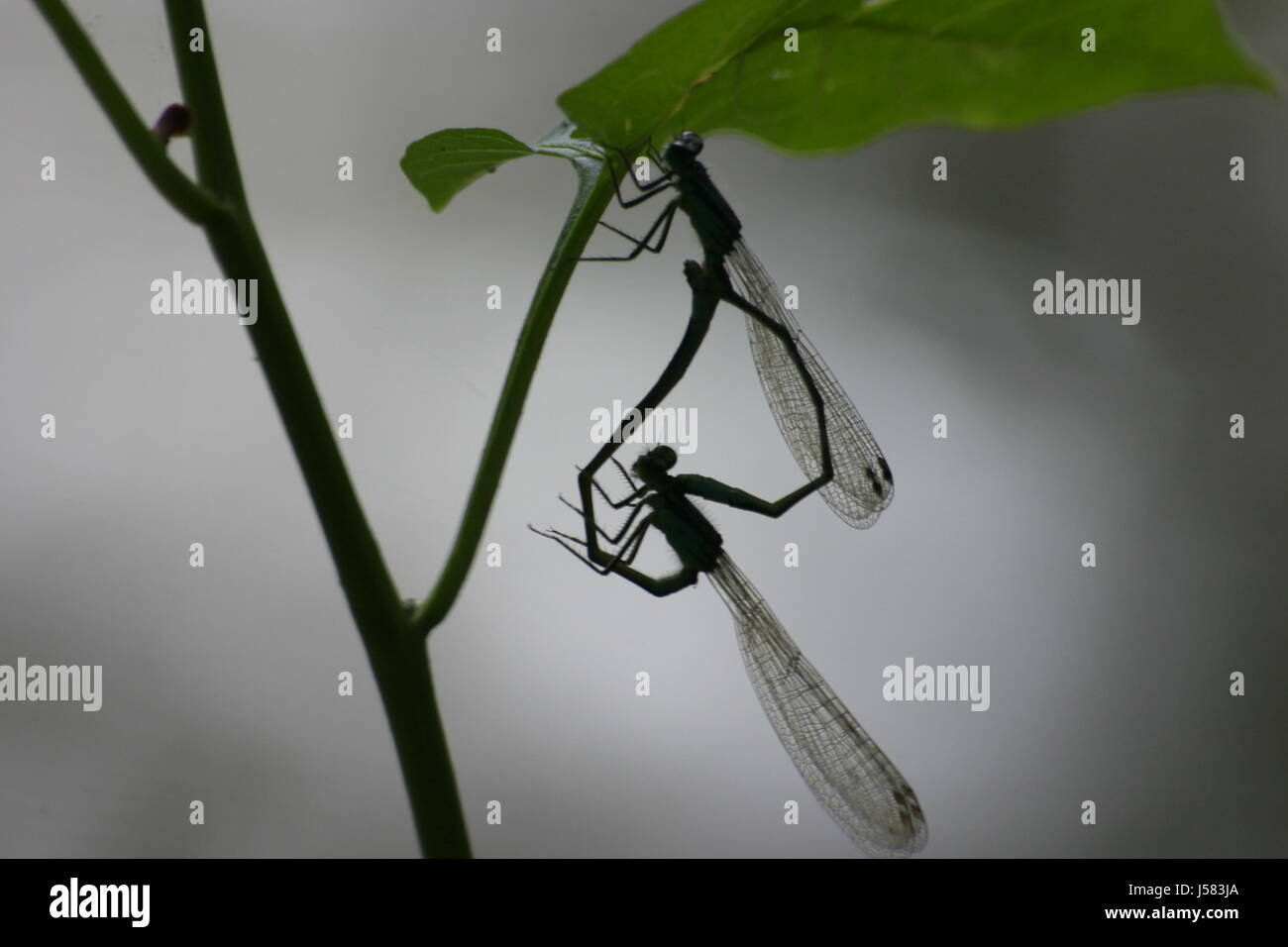 insects dragonfly silhouette dragonflies increase mating mate libellen ...
