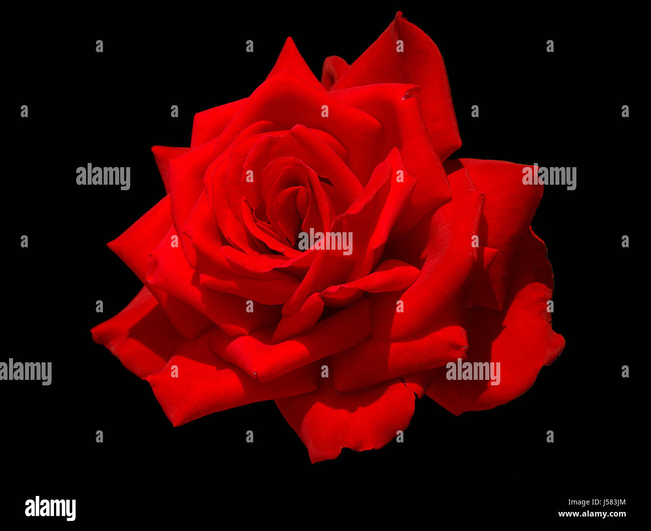 Blood roses hi-res stock photography and images - Alamy
