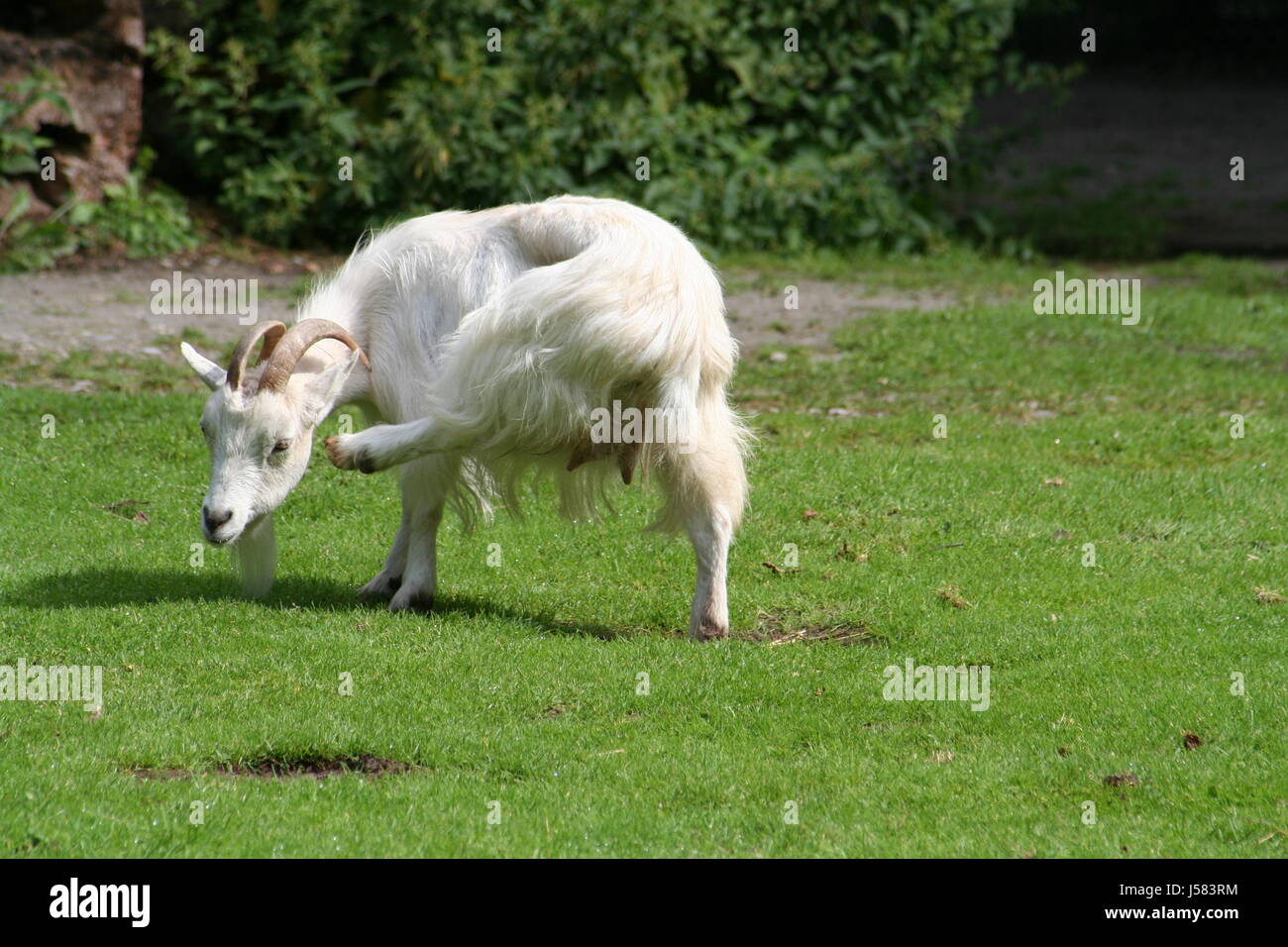 Bucks goats hi-res stock photography and images - Alamy
