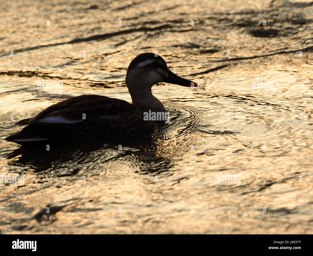 Duck in evening Stock Photo - Alamy