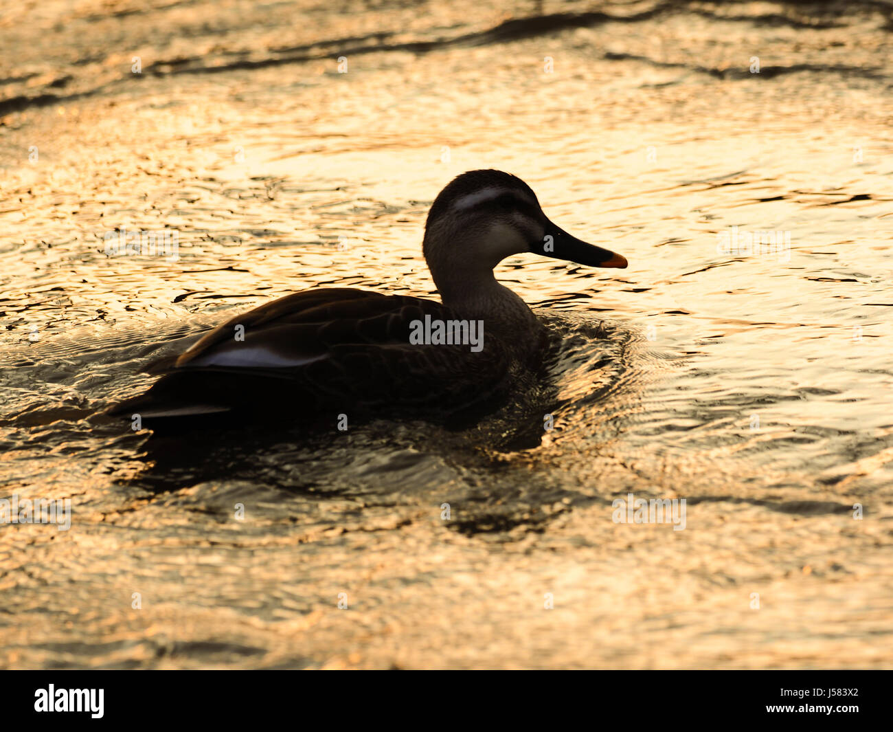 Duck in evening Stock Photo - Alamy