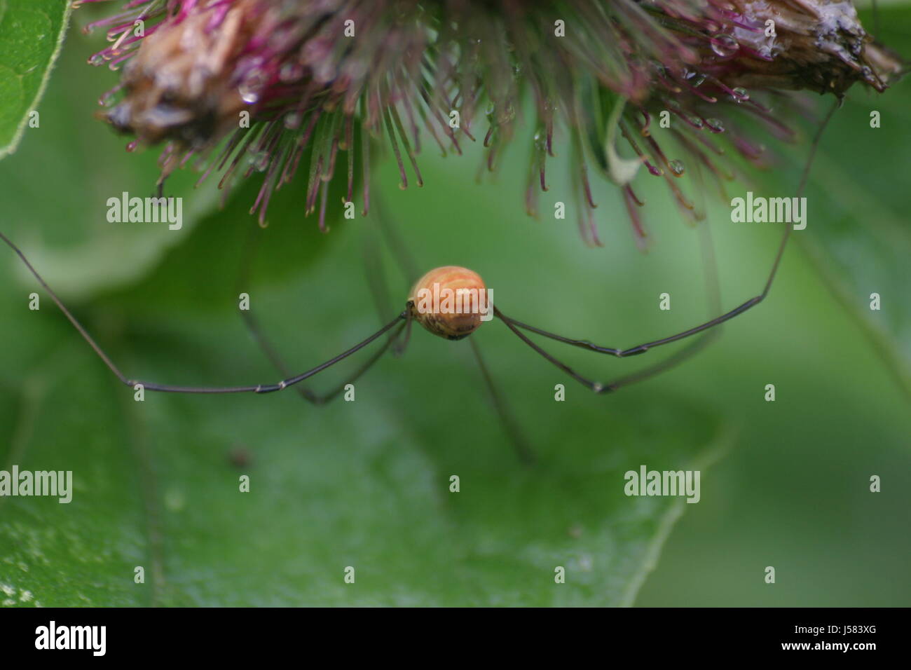animal insect spider thistle headlong carpenter leggy harvestman ...