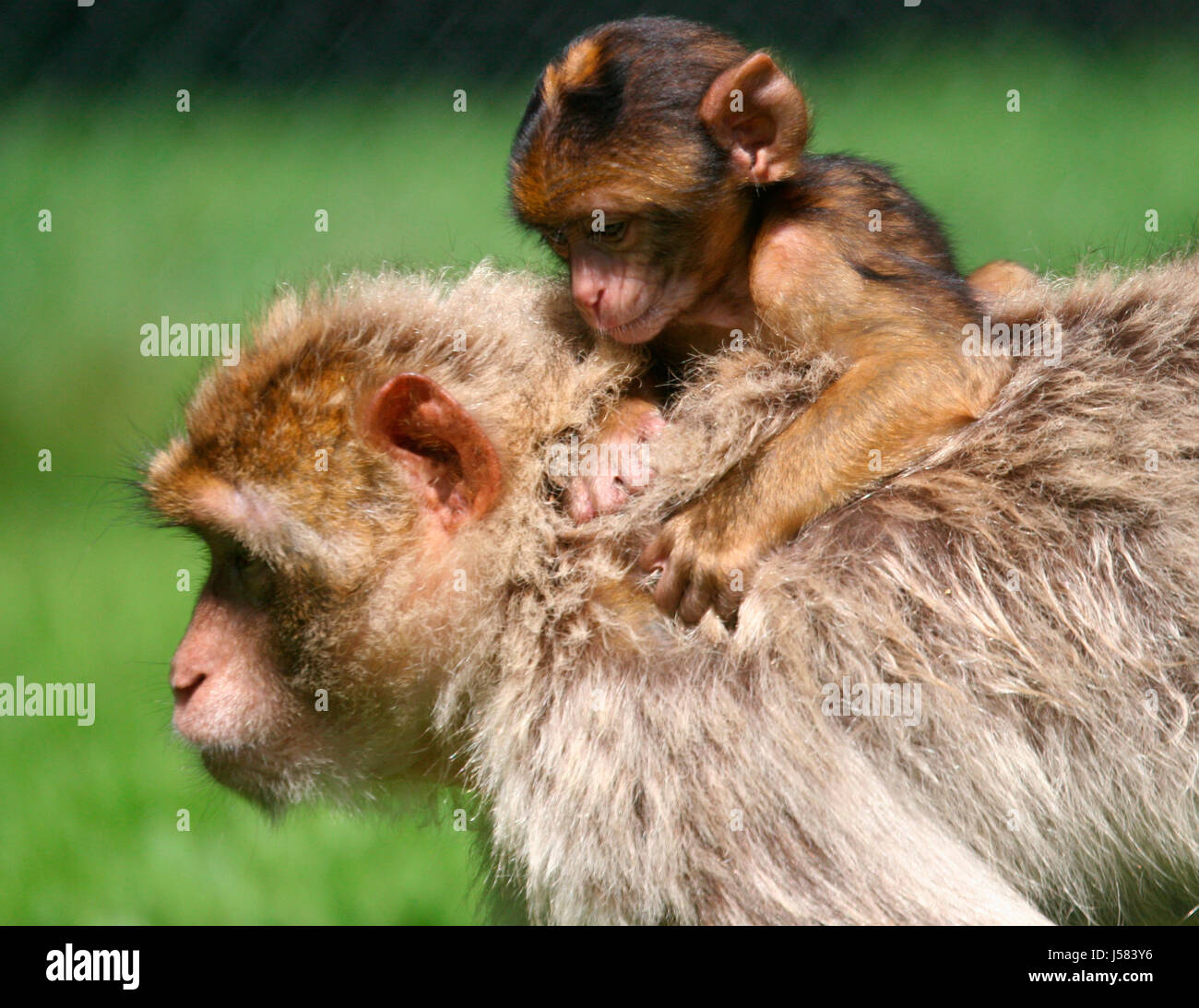 Affe mit jungem hi-res stock photography and images - Alamy