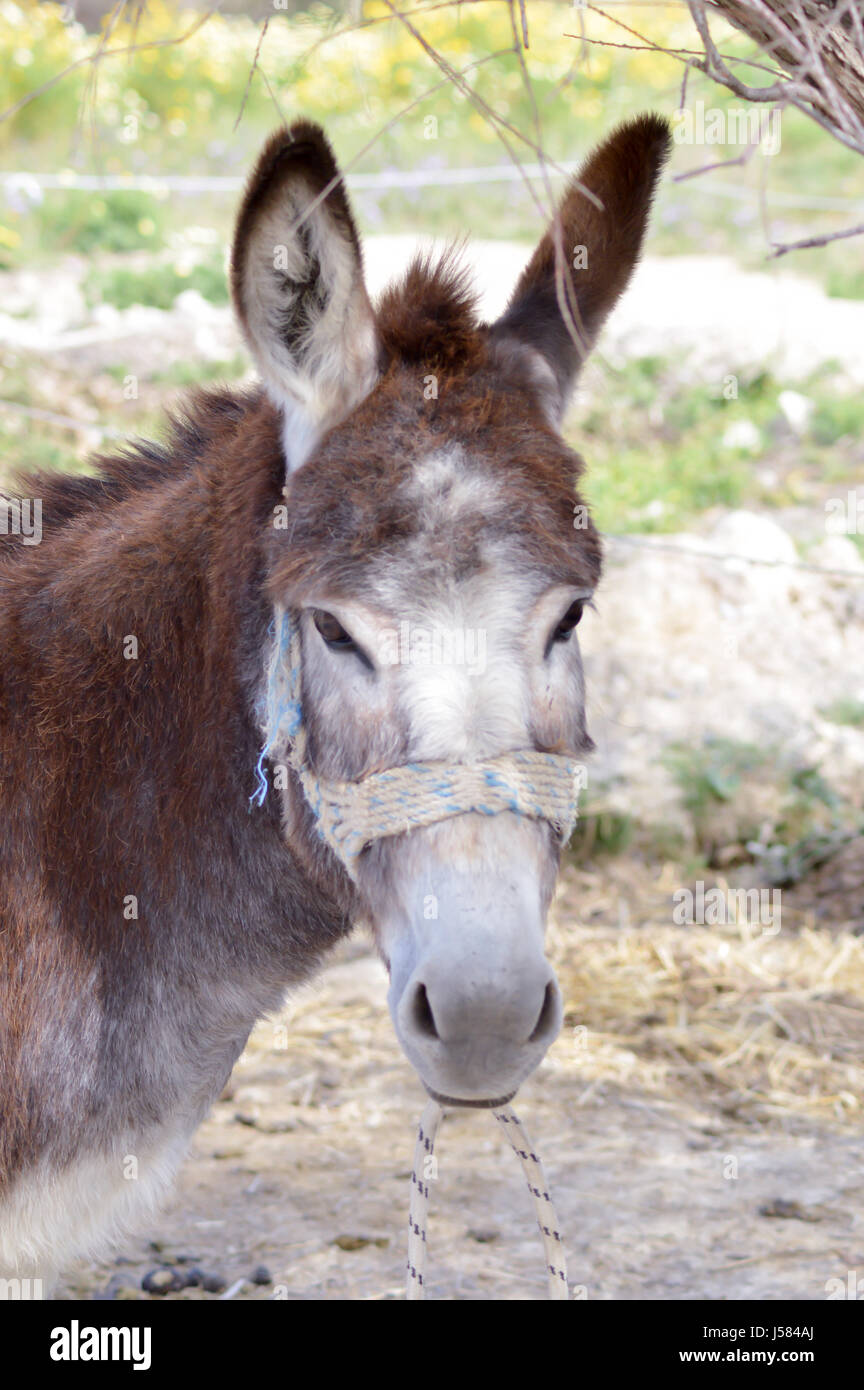 Close-up of a head of a donkey In a meadow on the island of Crete Stock ...