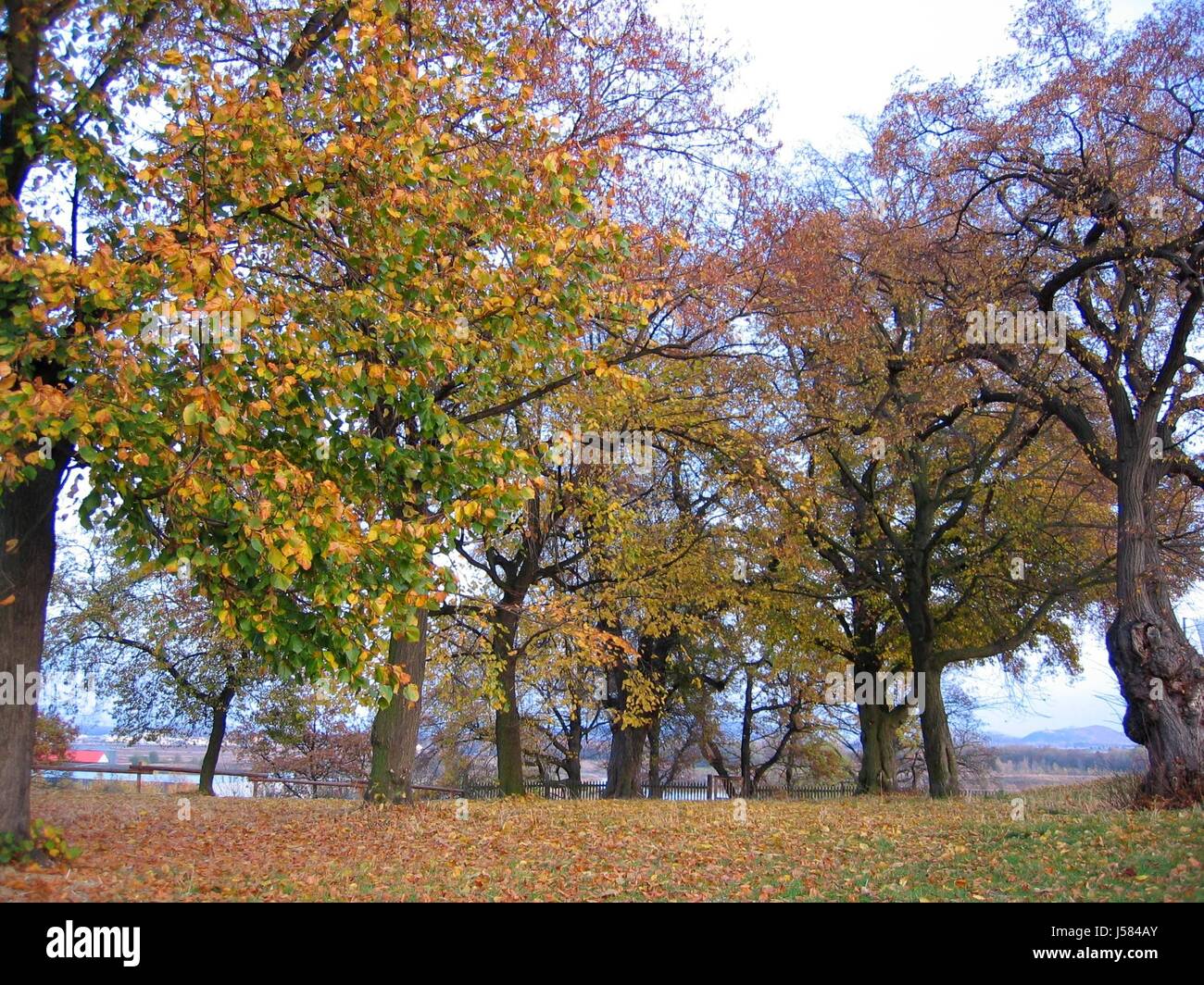 blue tree leaves coloured colourful gorgeous multifarious richly ...