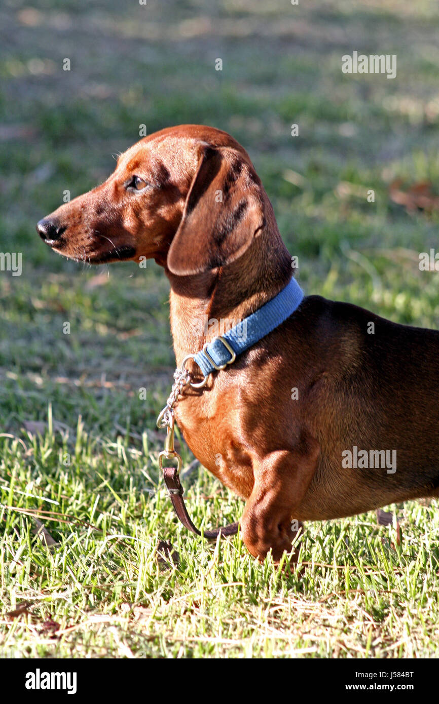 Pointed nose dog hi-res stock photography and images - Alamy