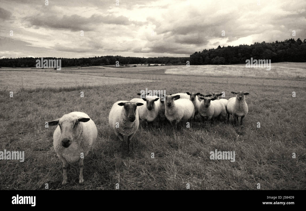 agriculture farming conservation of nature bw sheep wool fields meadows ...
