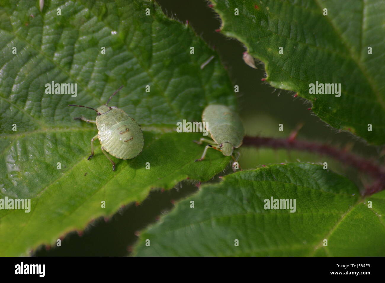 insect,insects,green,bug,bugs,grne wanzen,baumwanze,grnes blatt,grn auf ...