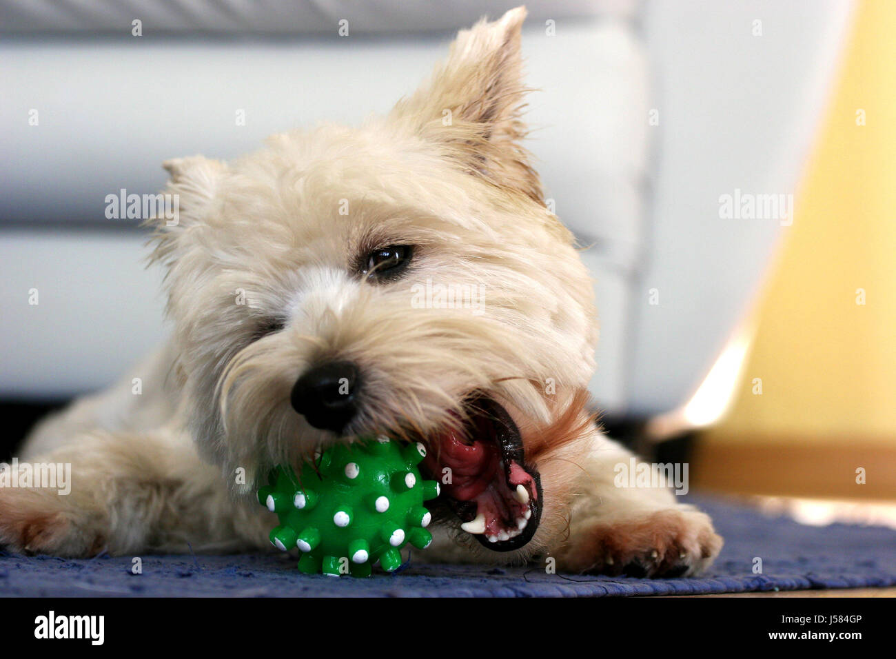 Jinnie hi-res stock photography and images - Alamy