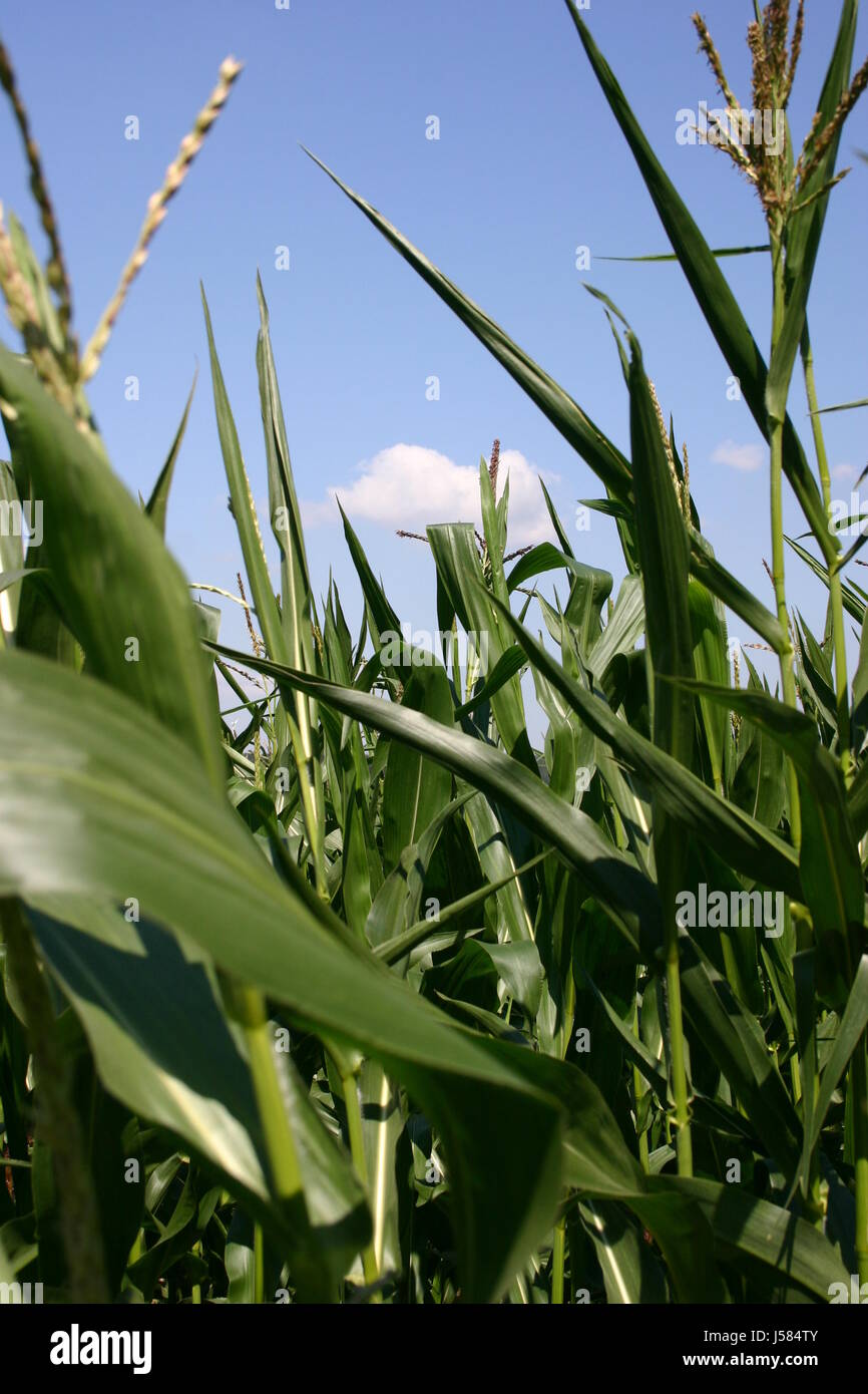 agriculture corn fodder cornfield corn-growing maispflanzen futtermais ...