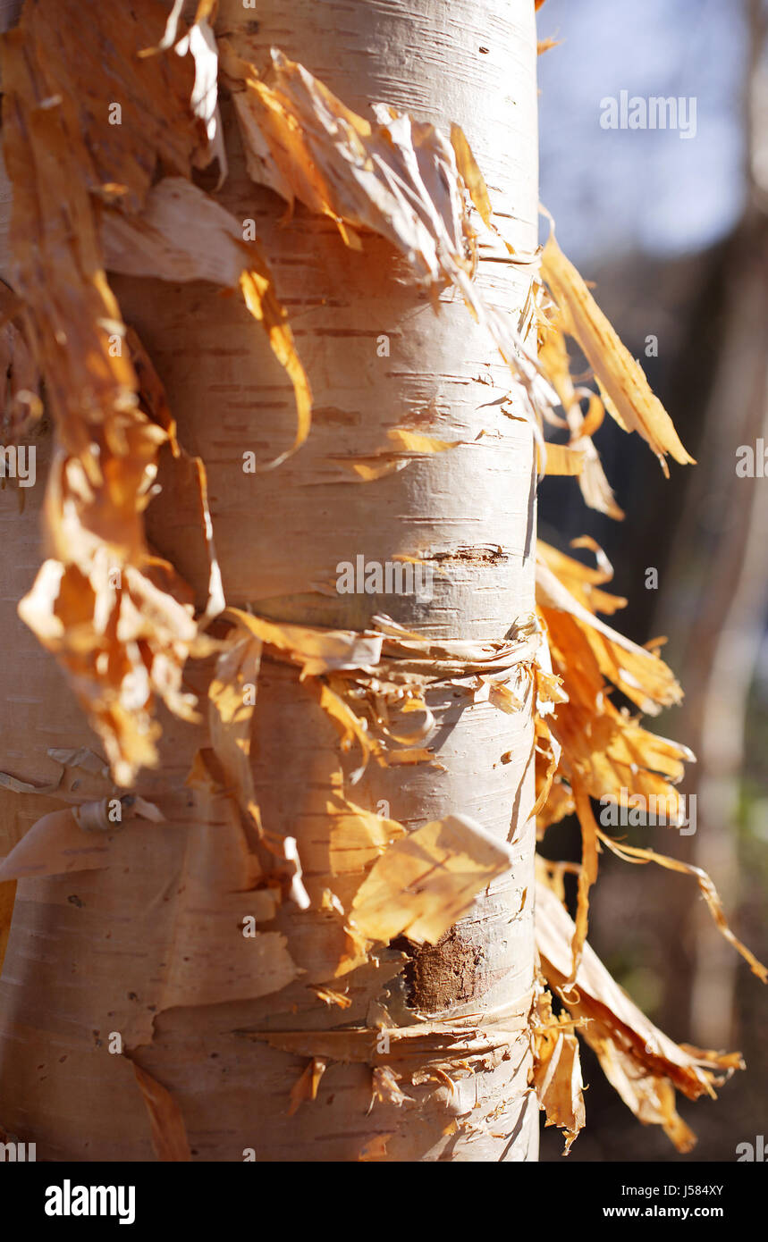 environment enviroment tree skin bark birch peel forest nature fall ...