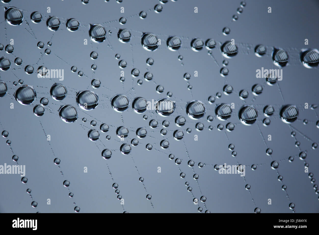 Water drop at Spider web Stock Photo - Alamy