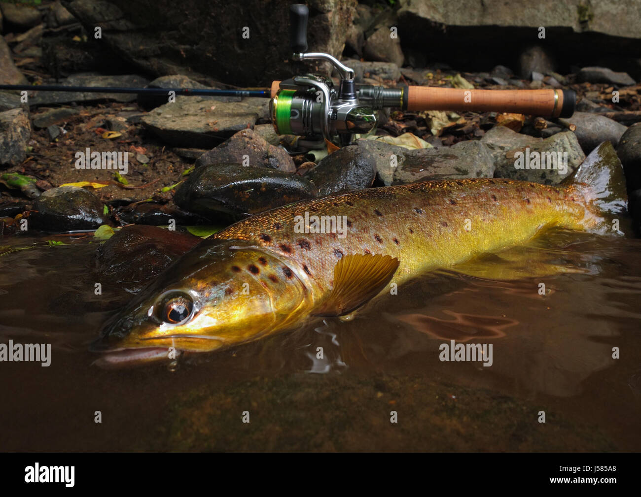 Arigna roscommon hi-res stock photography and images - Alamy