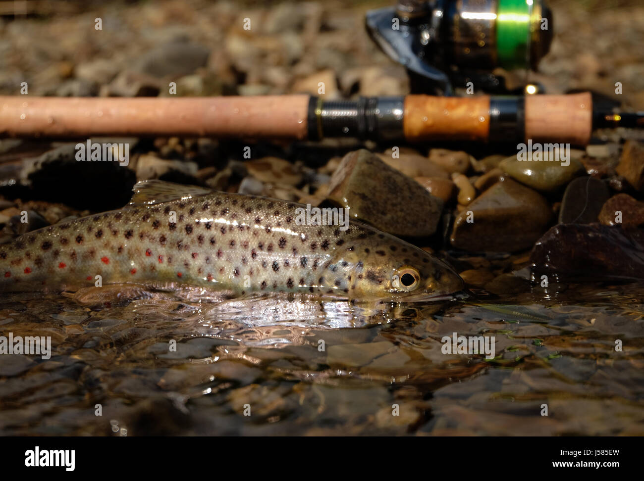 Arigna river, Co. Roscommon, Ireland Stock Photo - Alamy