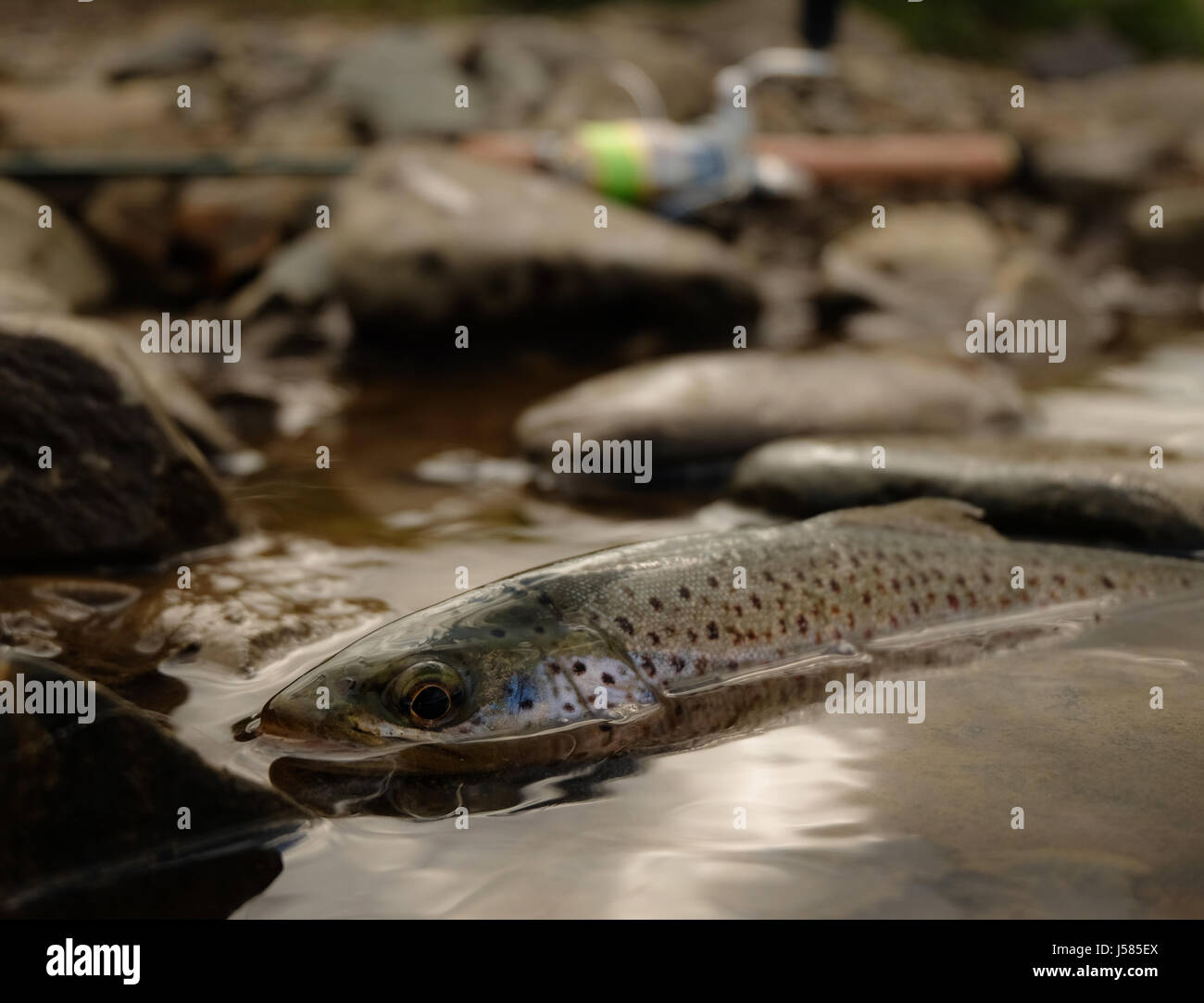 Co roscommon hi-res stock photography and images - Alamy