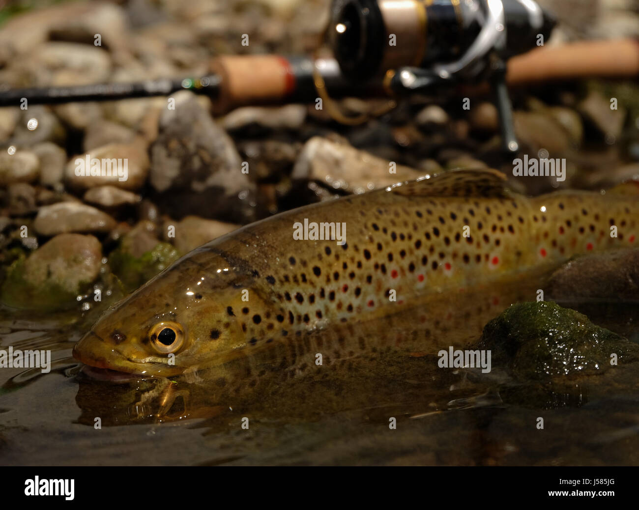 Co roscommon hi-res stock photography and images - Alamy