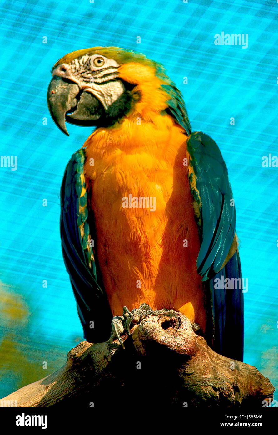bird,animals,birds,zoological gardens,parrot,grating,grate,grid,grille ...