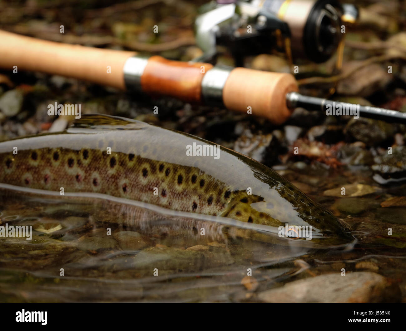 Arigna river, Co. Roscommon, Ireland Stock Photo - Alamy