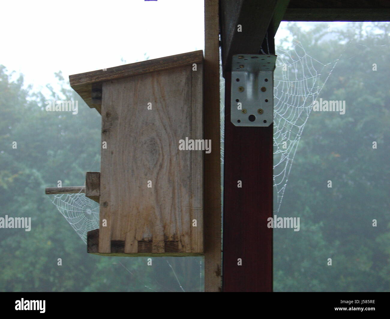 indian summer aviary flown out caged net cobweb spiders web ...