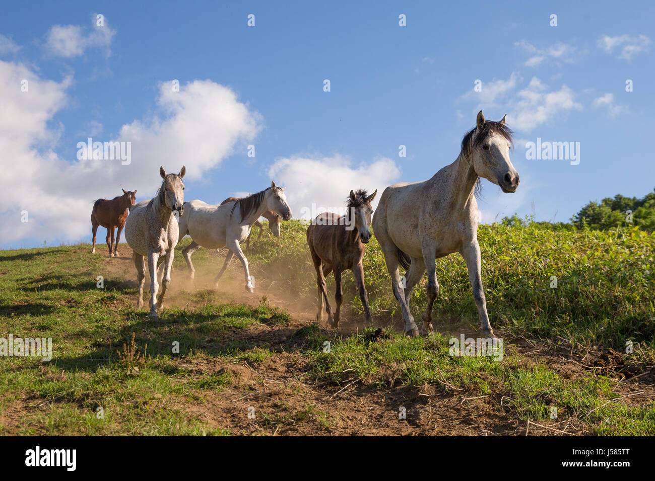 Horse in Ranch Stock Photo - Alamy