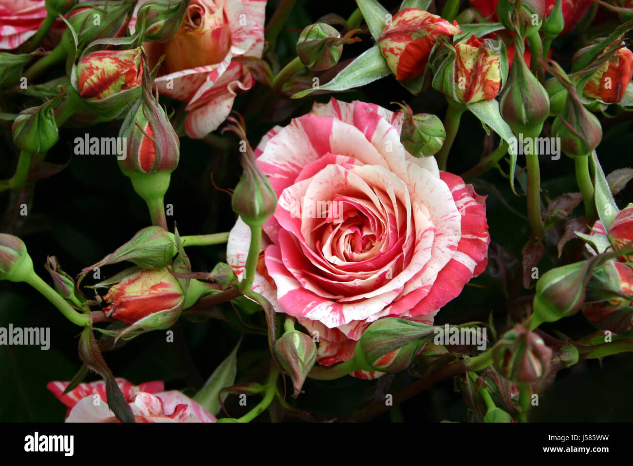 flower rose plant green bloom blossom flourish flourishing wild playful ...