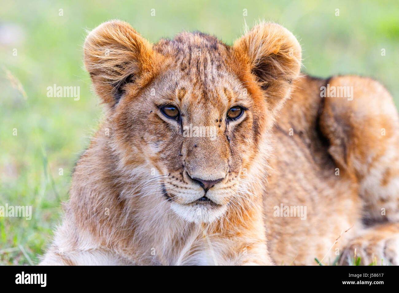 Lion Nose Stock Photos & Lion Nose Stock Images - Alamy