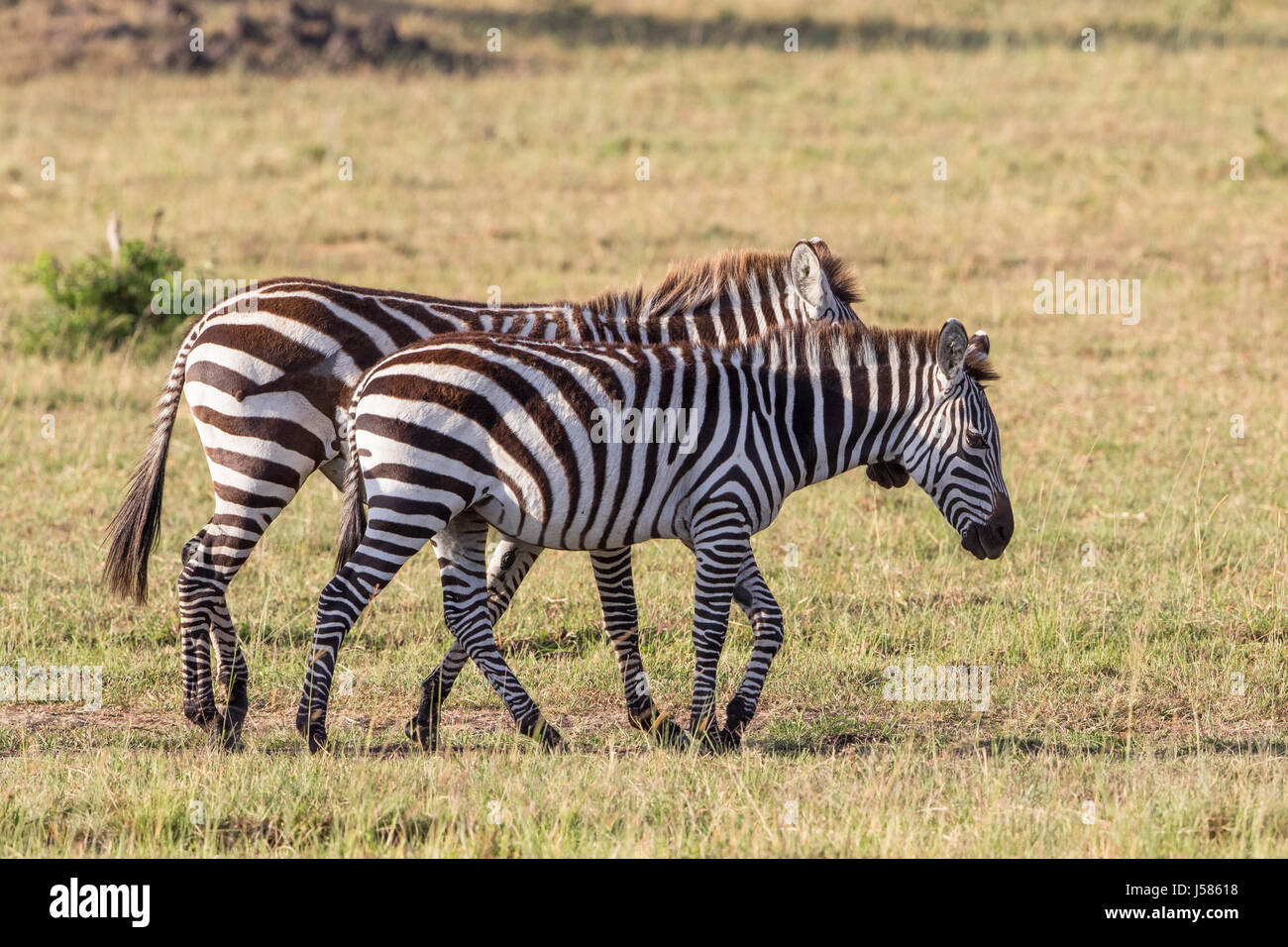 Zebras walking on the African savannah Stock Photo - Alamy