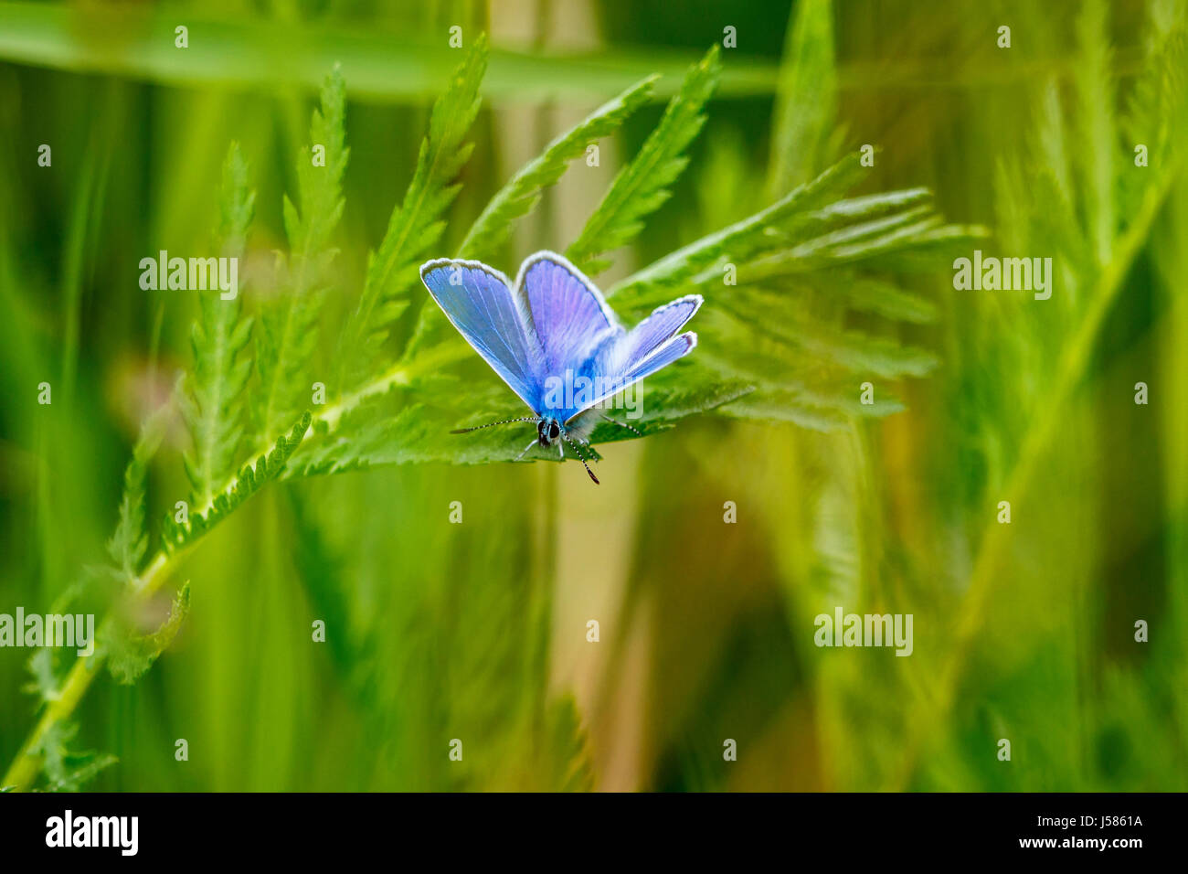 Common Blue Butterfly on a Leaf Stock Photo - Alamy
