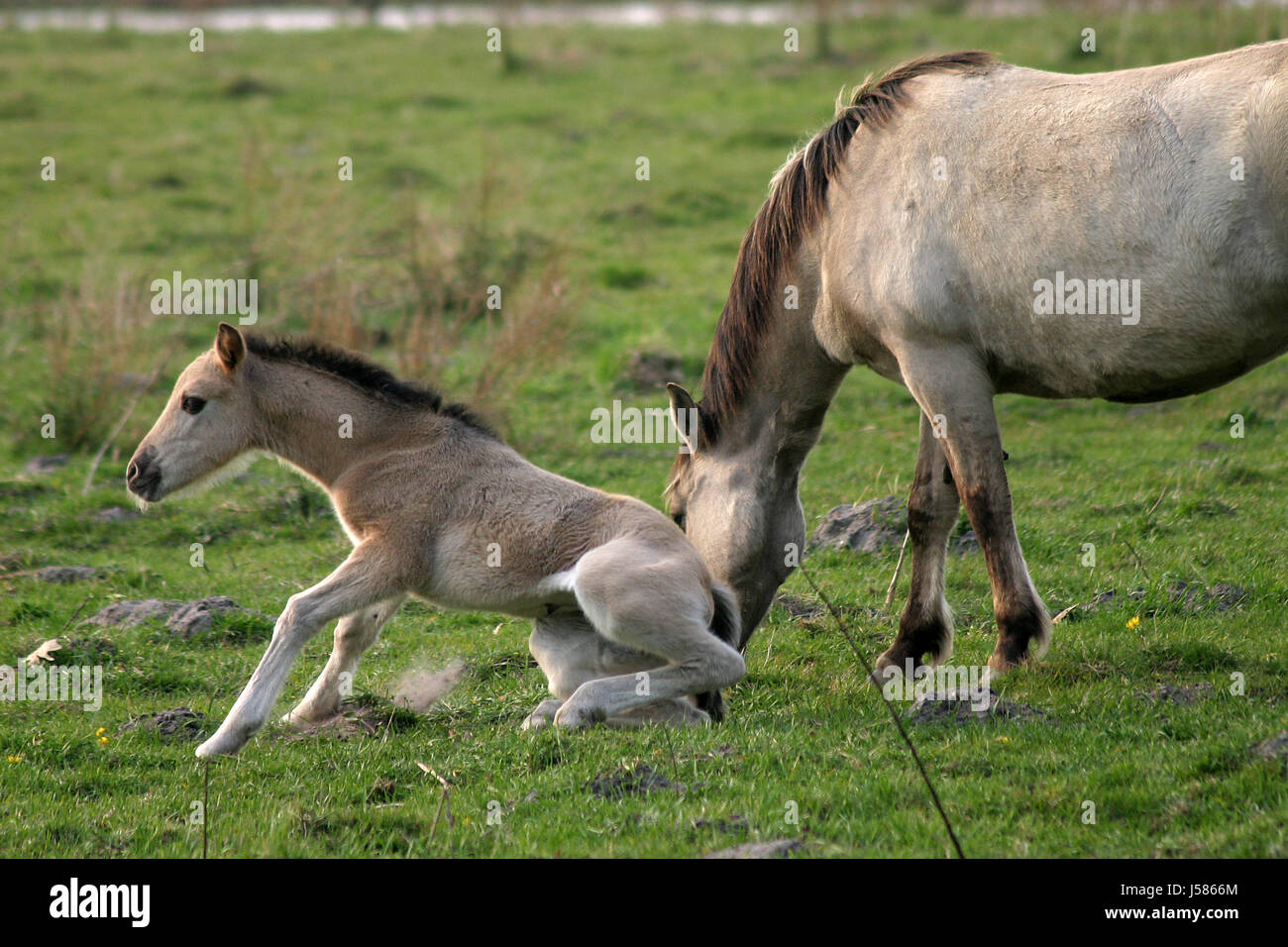 wild horse horses stallion mare biotop foal young animal wild horse ...