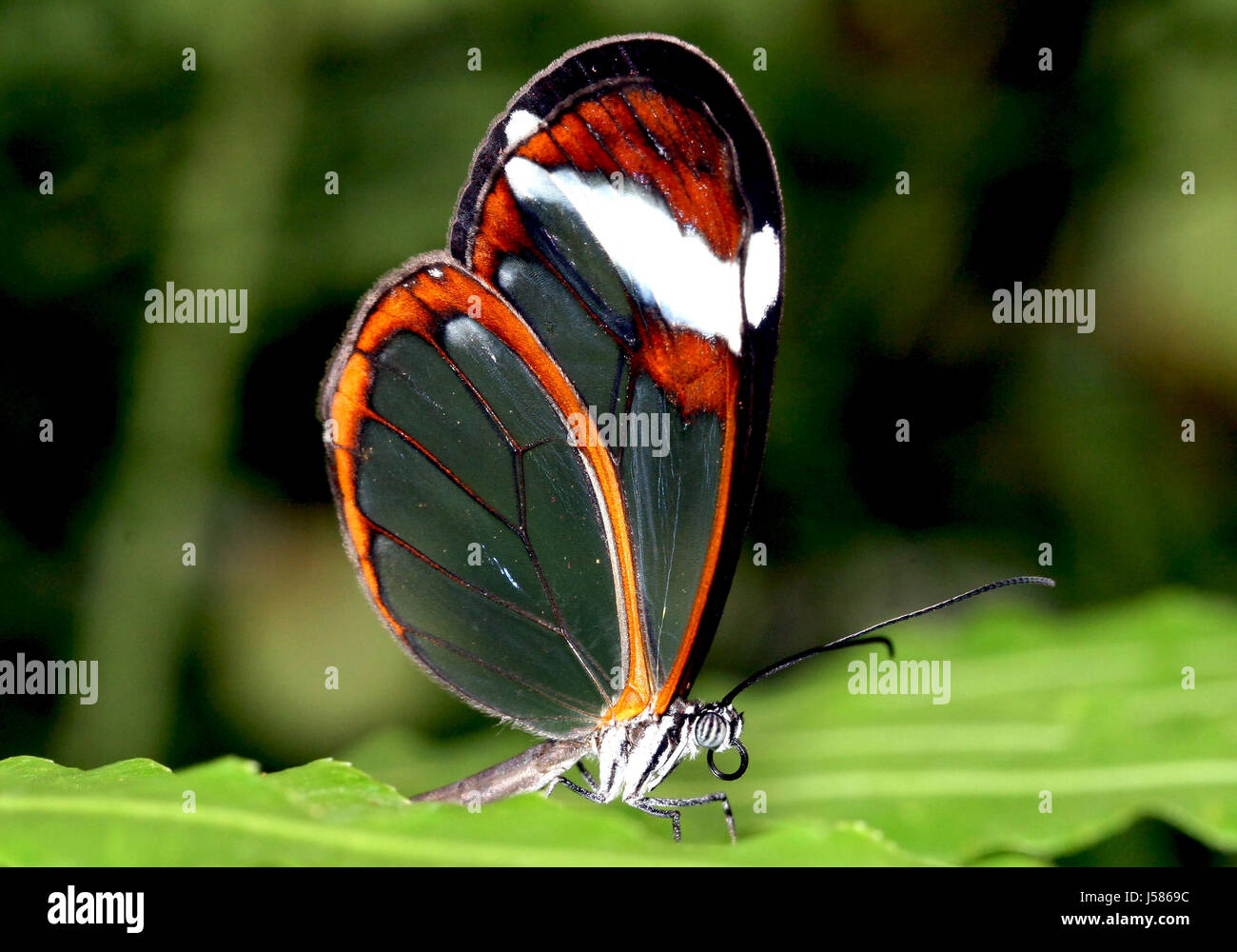 blue colour animal insect insects fauna butterfly animals colorkey ...