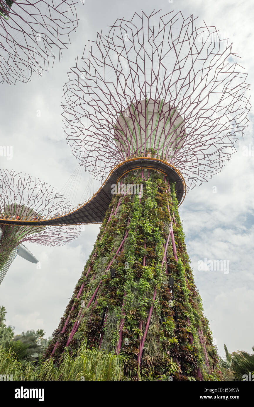 Singapore tree canopy hi-res stock photography and images - Alamy