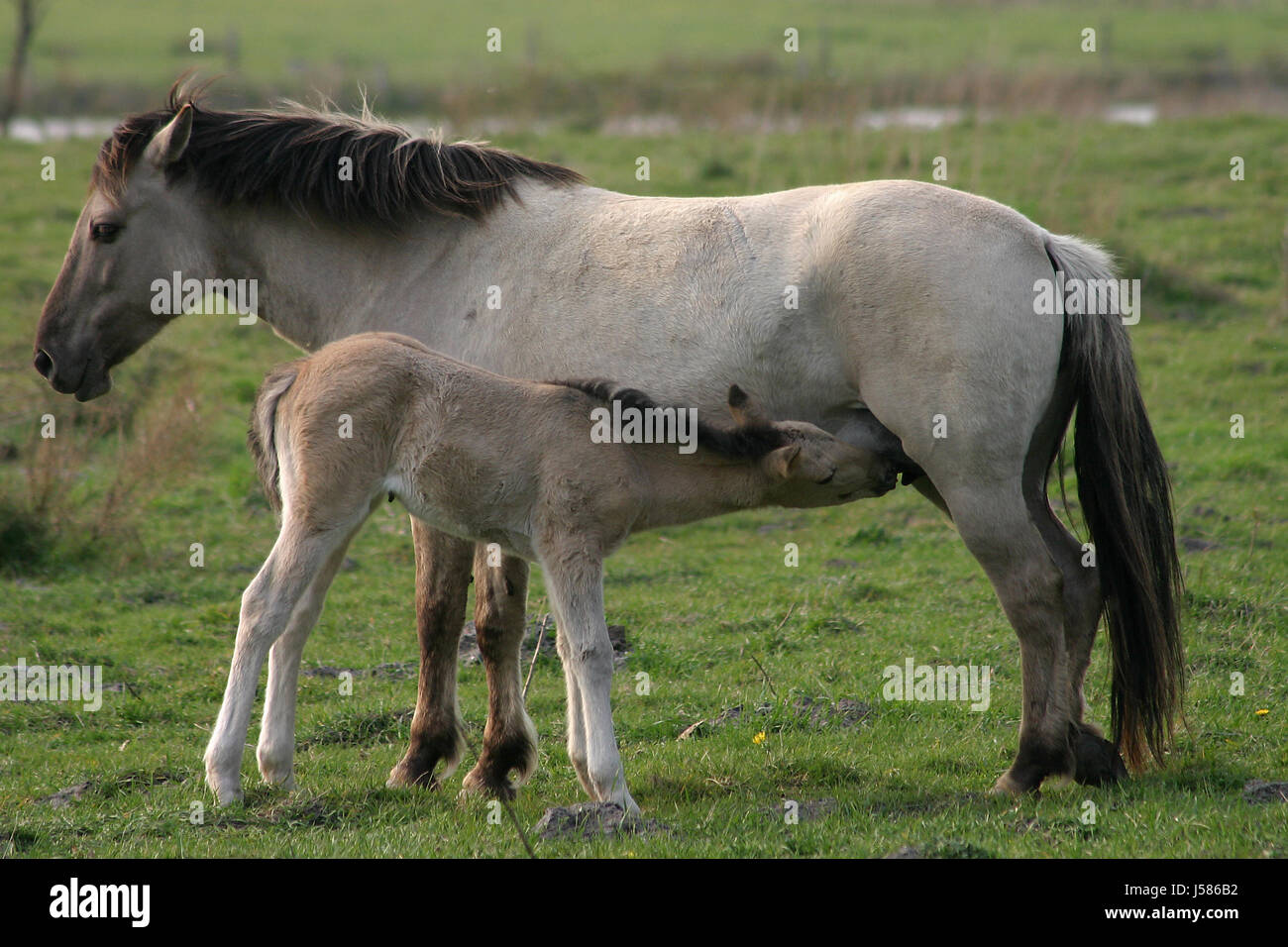 wild horse horses stallion mare biotop foal young animal wild horse ...