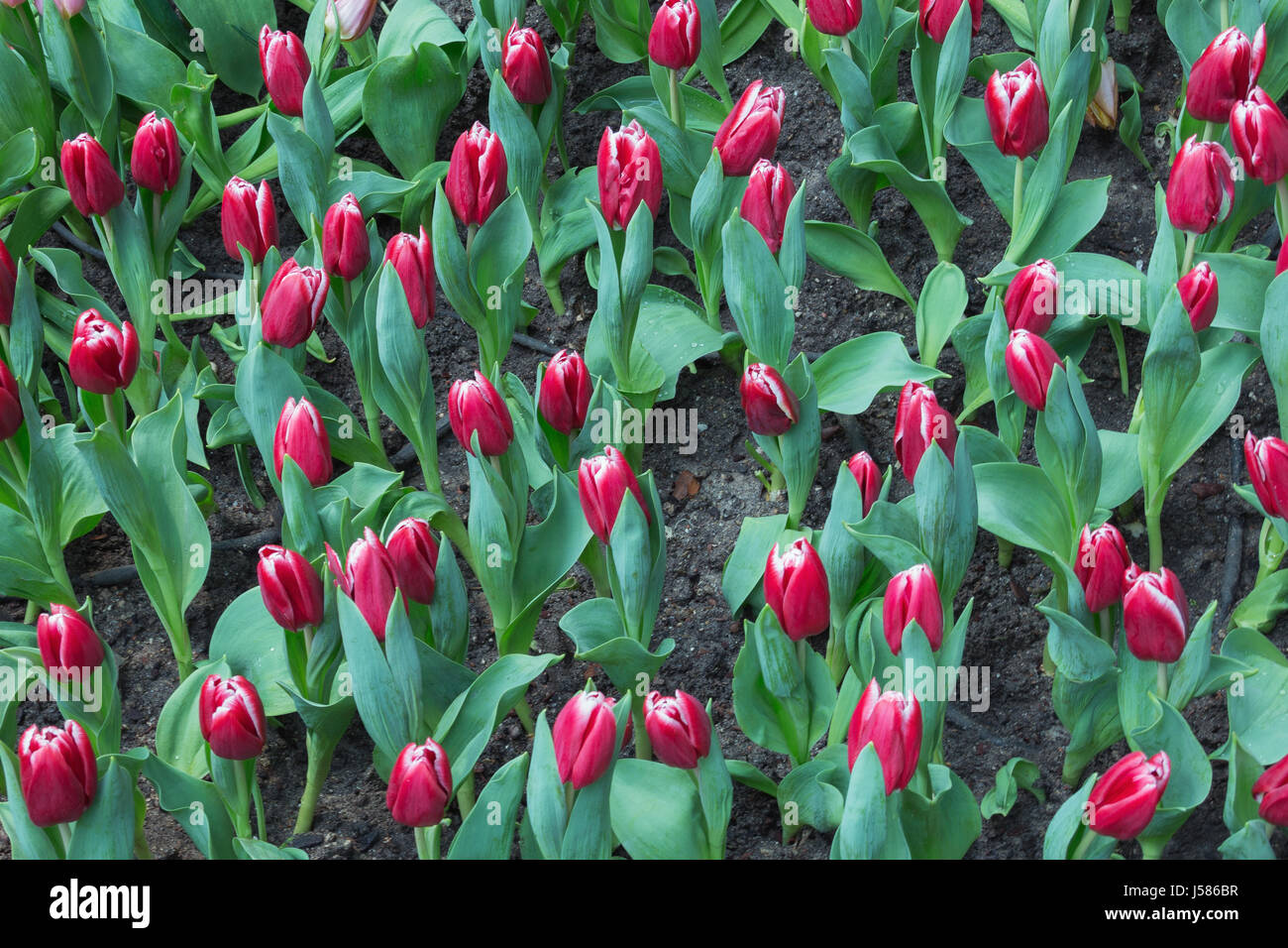 Mutation flower hi-res stock photography and images - Alamy