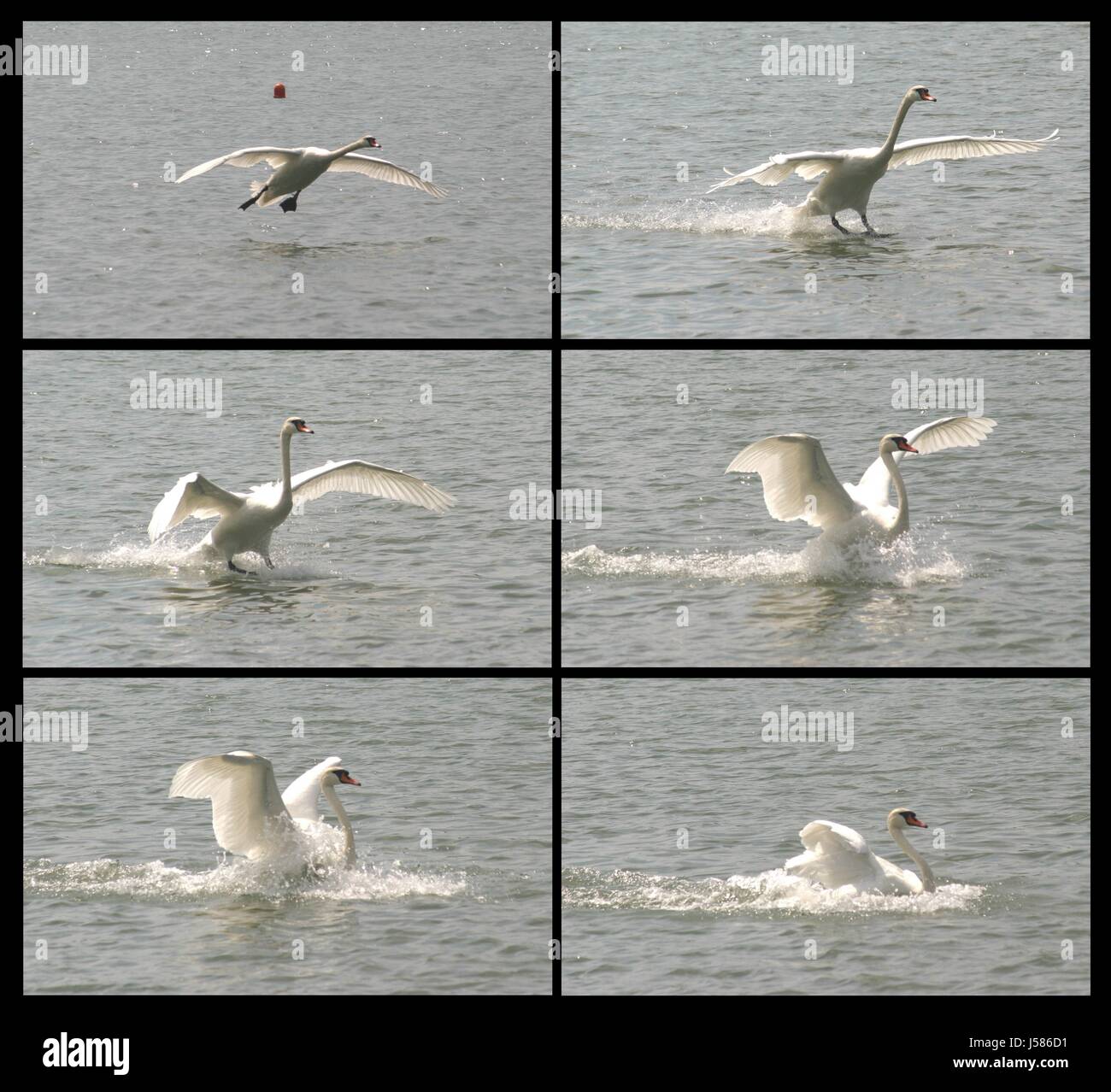swan waves wing feet landing approach approach flight motion study salt ...