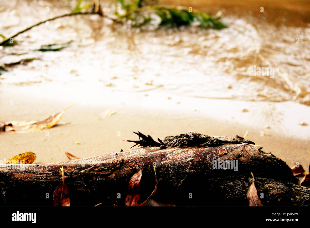 tree wood leaves beach seaside the beach seashore detail admission salt ...