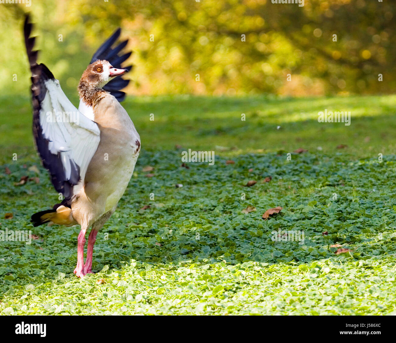 i am already so great Stock Photo - Alamy