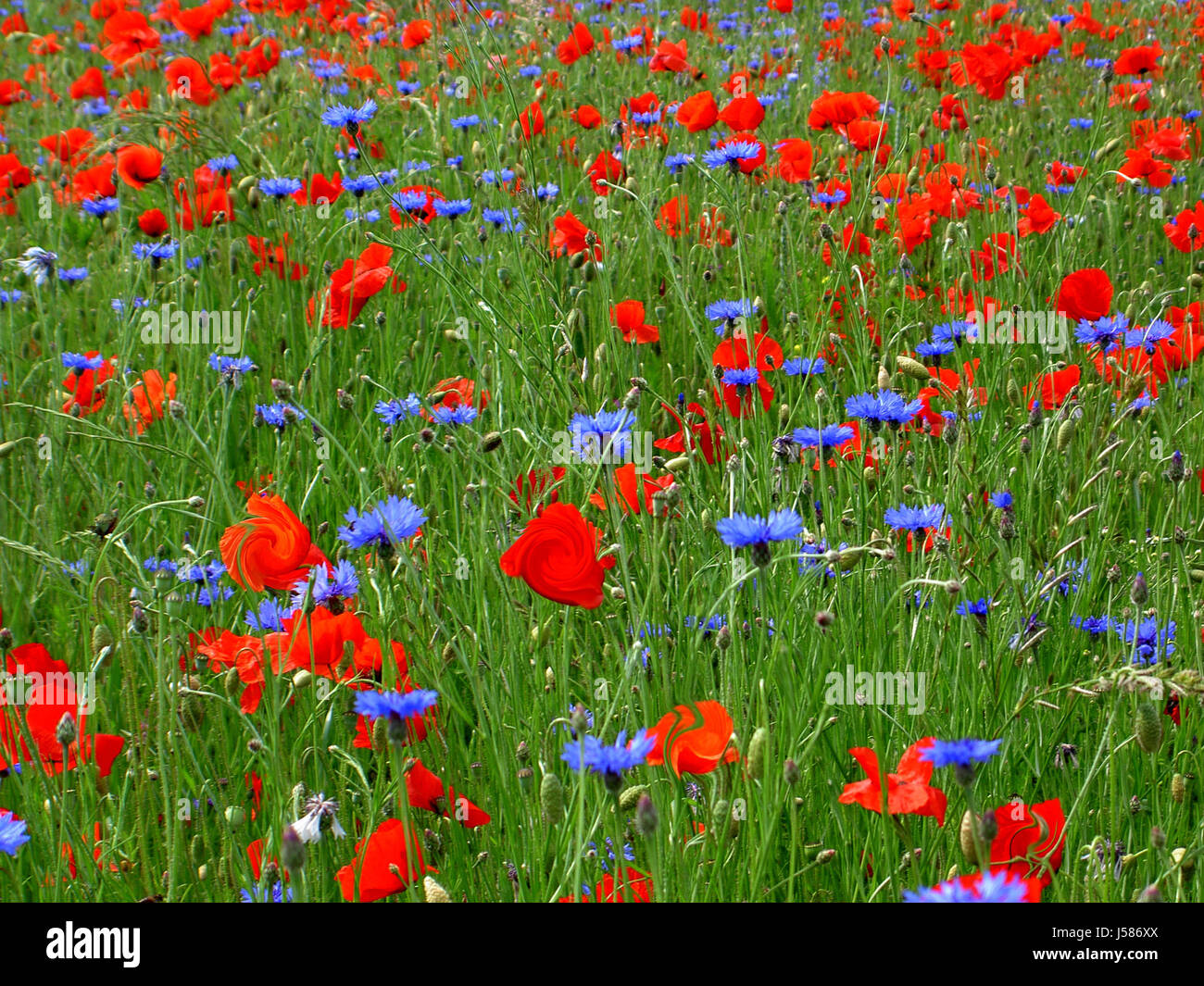 field flower flowers plant summer summerly flower meadow poppy ...